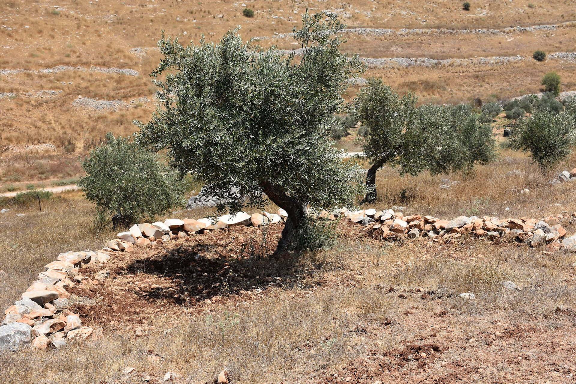 Testing and Out-scaling In-situ Water Harvesting Approaches in ...