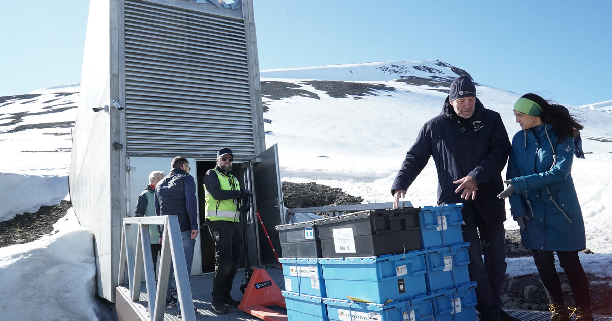 ICARDA Delivers New Seed Deposit to the Arctic Vault | ICARDA
